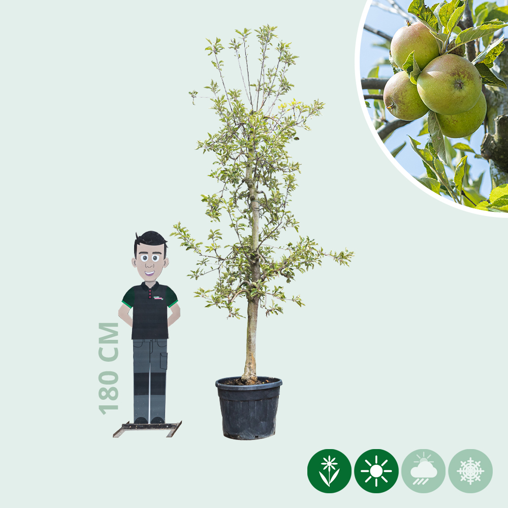 Alter Apfelbaum Elstar | Alter Apfelbaum Elstar