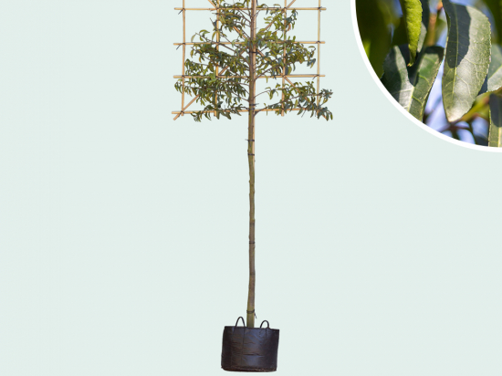 Portugiesischer Lorbeer als Spalierbaum | Portugiesischer Lorbeer als ...