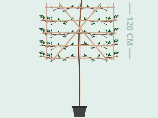 Spalierlinde | Spalierlinde