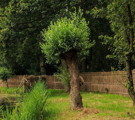 Kopfweide | Kopfweide