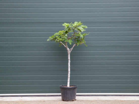 Feigenbaum | Feigenbaum