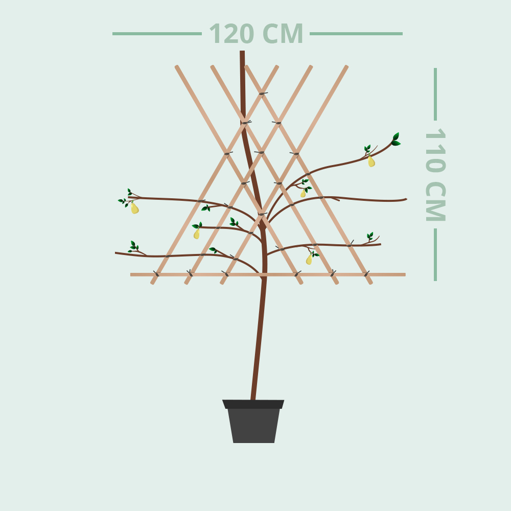 Pyrus c. 'Gieser Wildeman' als Spalier | Pyrus c. 'Gieser Wildeman' als ...