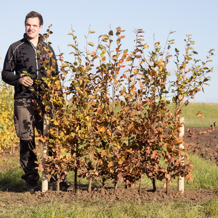 Rotbuchenhecke Kaufen 150 Cm