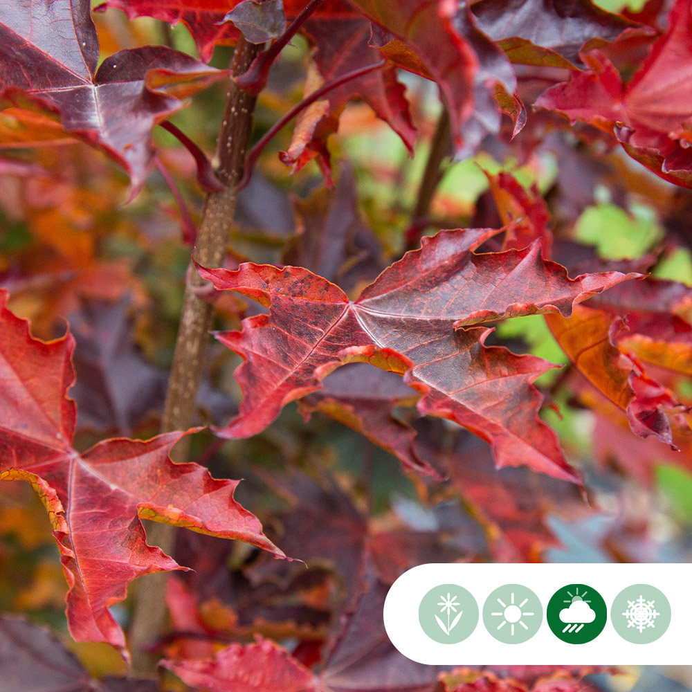 Acer platanoides Royal Red | Acer platanoides Royal Red