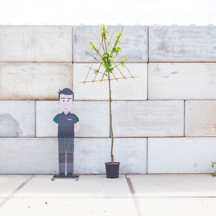 Pyrus c. 'Clapp's Favorite' als Spalier | Pyrus c. 'Clapp's Favorite ...