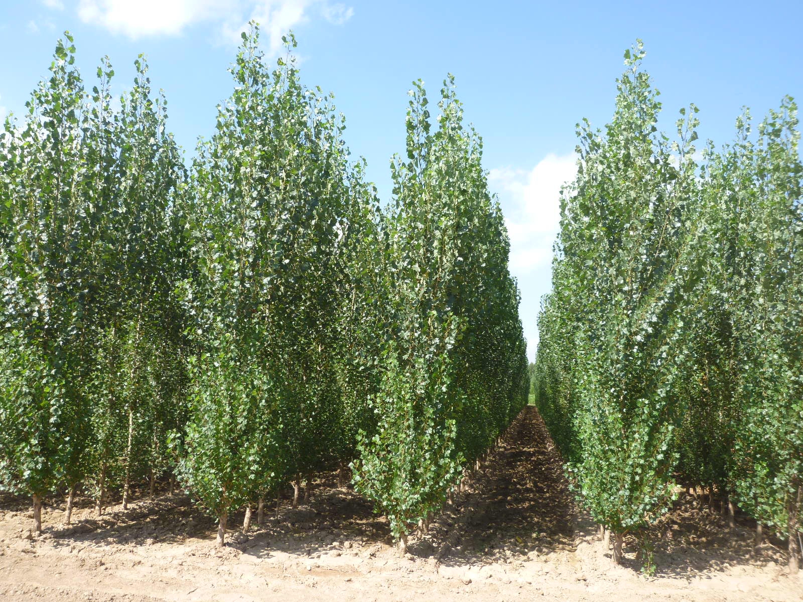 Säulen-Pappel | Säulen-Pappel