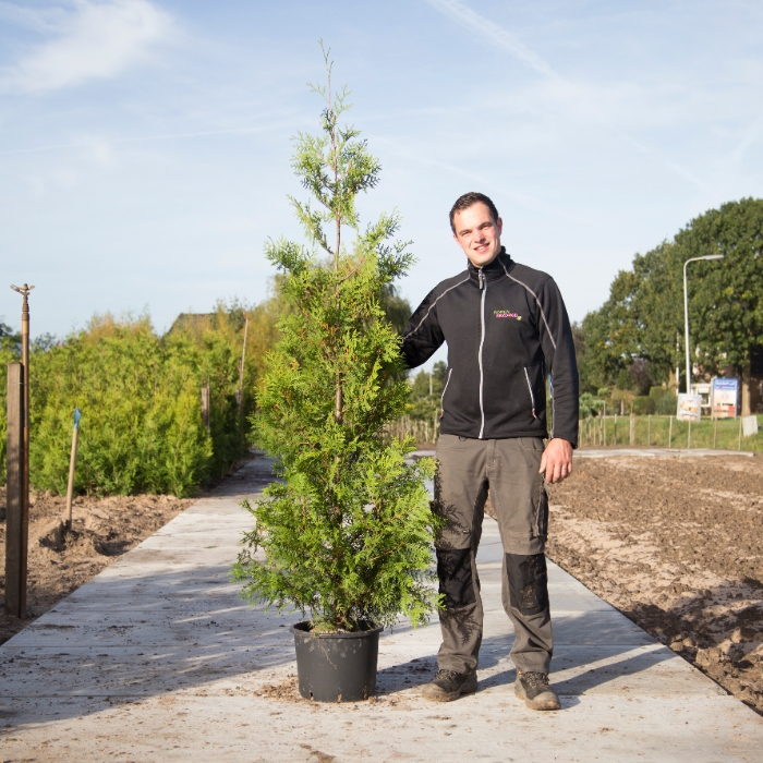 Konifere 'Brabant' | Konifere 'Brabant'