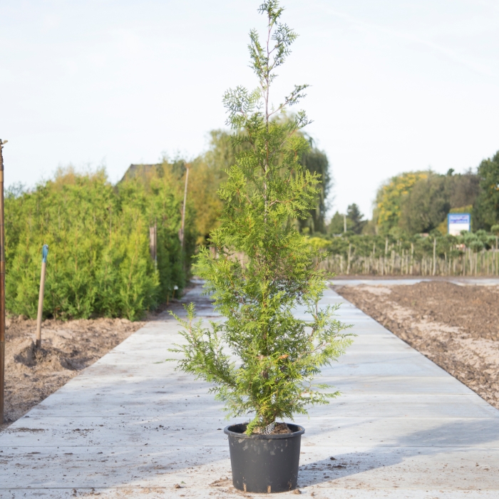 Konifere 'Brabant' | Konifere 'Brabant'