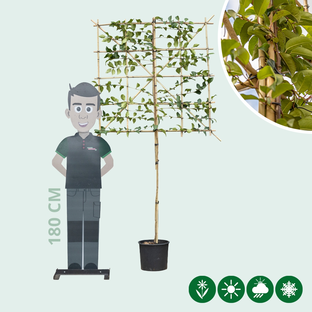 Portugiesische Lorbeerbaum 'Tico' als Spalierbaum | Portugiesische ...