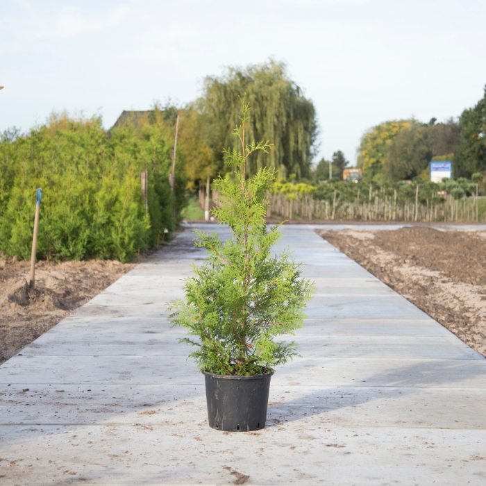 Konifere 'Brabant' | Konifere 'Brabant'