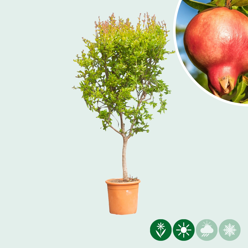 Granatapfelbaum | Granatapfelbaum
