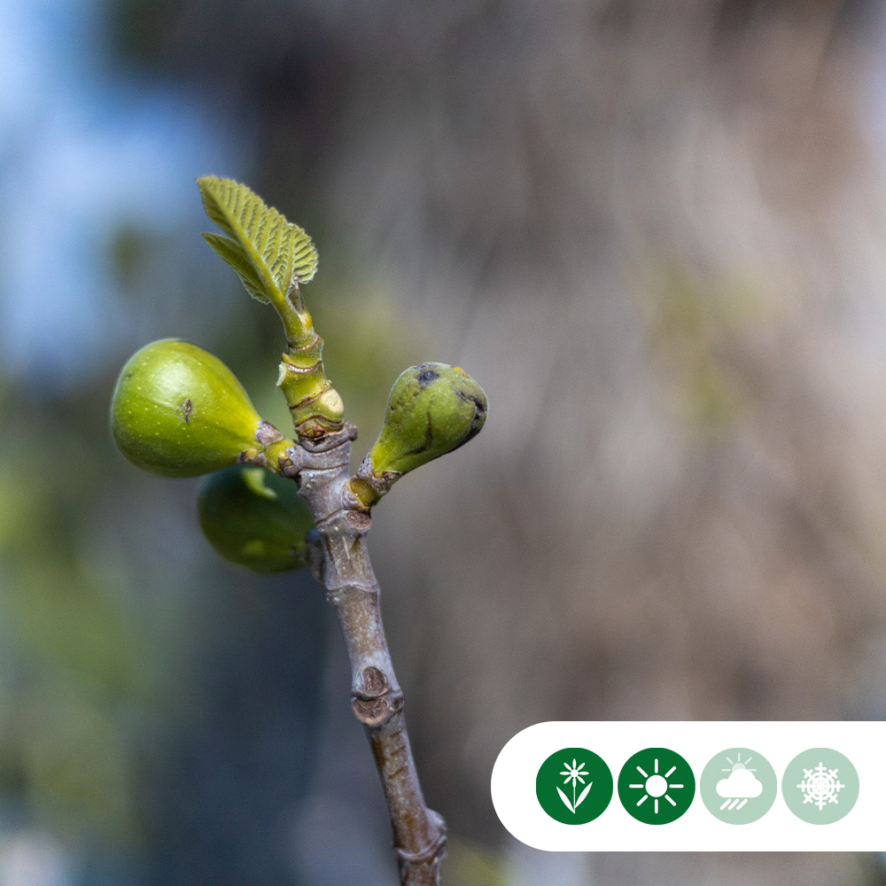 Feigenbaum | Feigenbaum