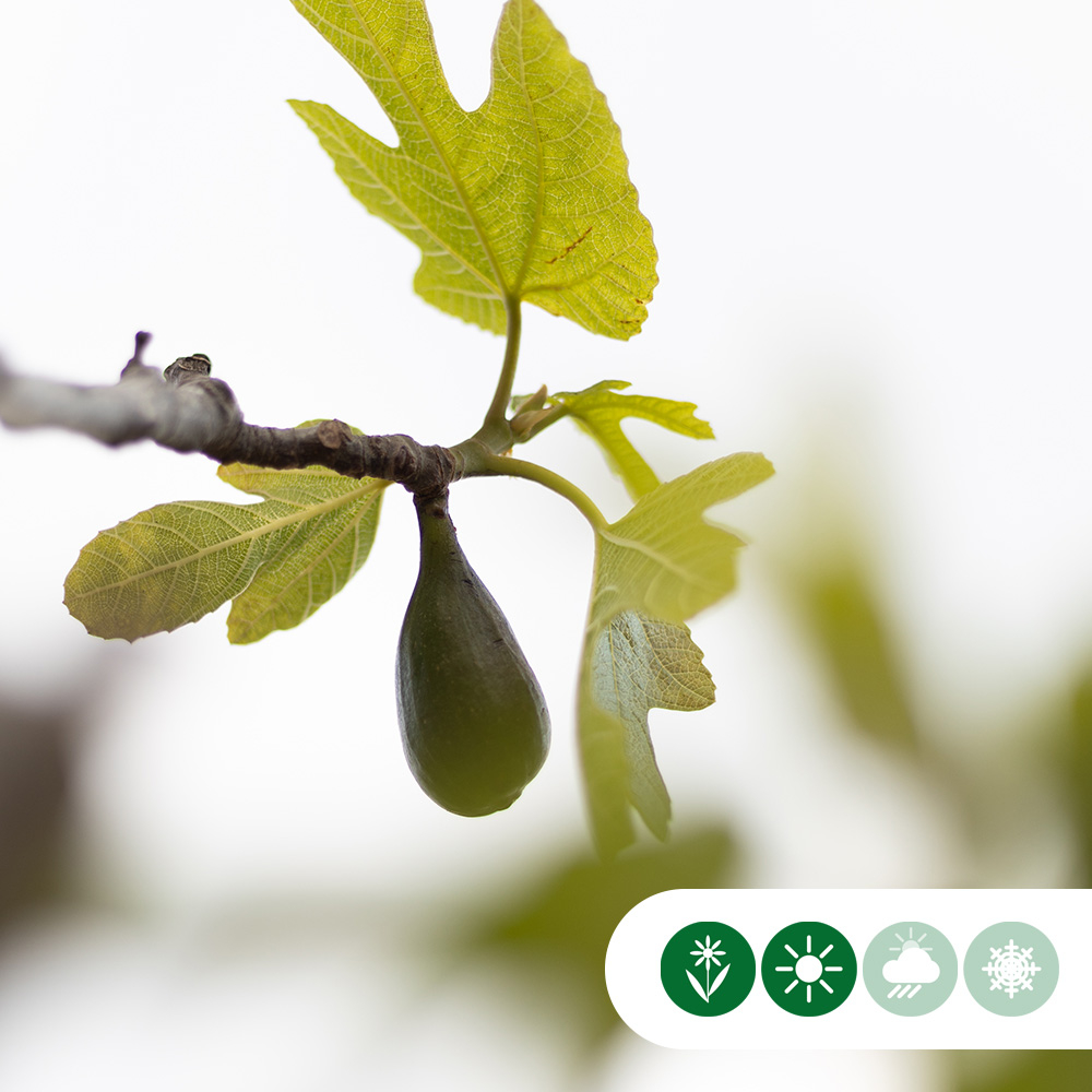 Feigenbaum | Feigenbaum