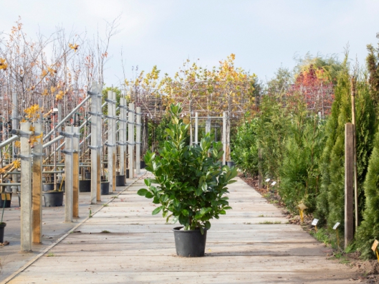 Lorbeerhecke 'Rotundifolia' | Lorbeerhecke 'Rotundifolia'