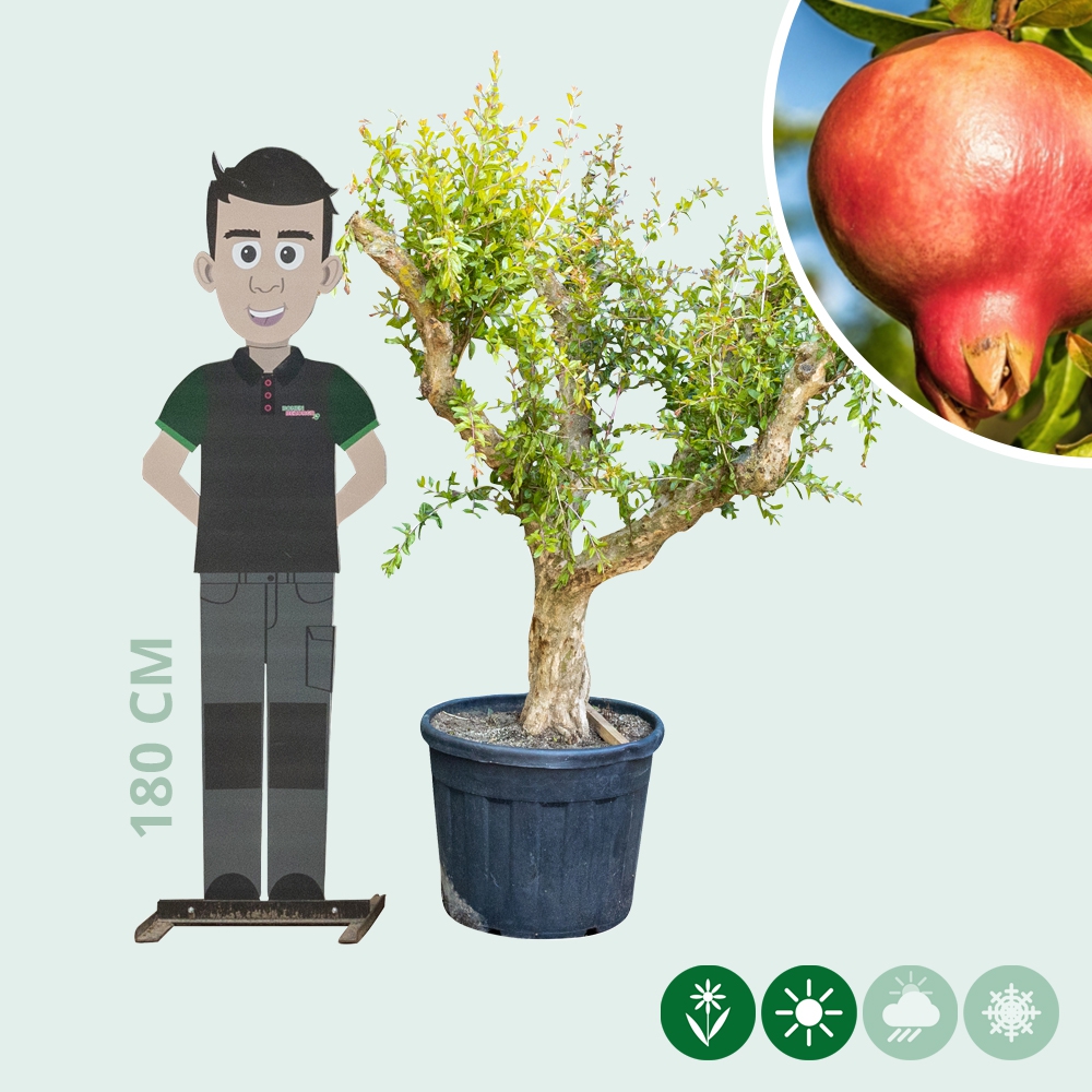 Granatapfelbaum | Granatapfelbaum