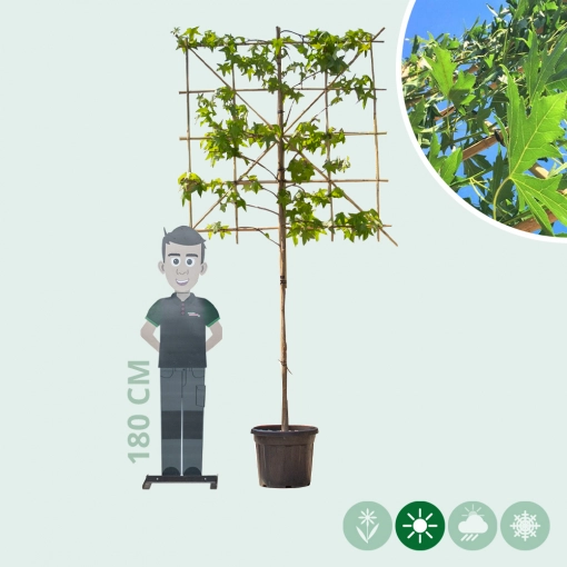 Amberbaum als Spalier | Amberbaum als Spalier