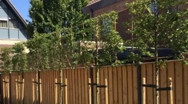 Was ist ein Spalierbaum? - Baumlieferservice.de